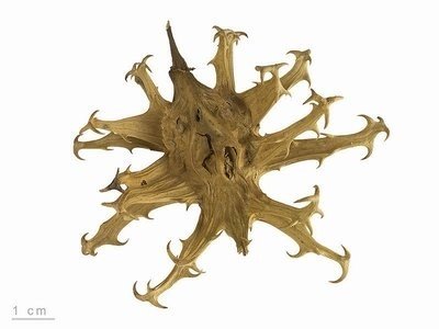 100% Natural and Organic 3-5% Harpagoside Devil's Claw Extract