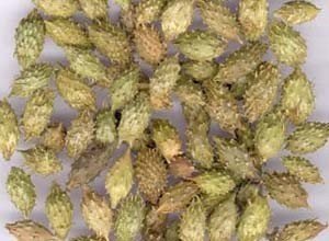 Natural Xanthium Sibiricum Extract/Siberian Cocklebur Extract/ Xanthium Glabratum Extract