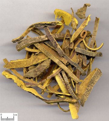 Herbal extract supplier Hot selling 10:1 TLC Cortex Phellodendri Bark Extract