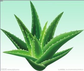 Antibacterial anti-inflammatory product Aloes extract(Aloin) 20%,98% HPLC;10:1