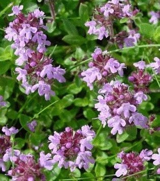 Antibacterial,stop itching Thyme Extract,Thymus Vulgaris L. Extract 10:1 TLC Brwon Powder