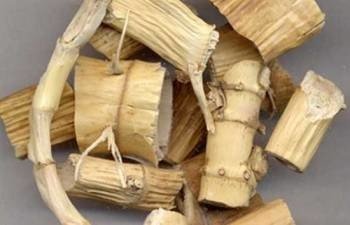 High quality Chinese herb Rhizoma Phragmitis Extract,Rhizoma Phragmitis Extract 10:1 TLC