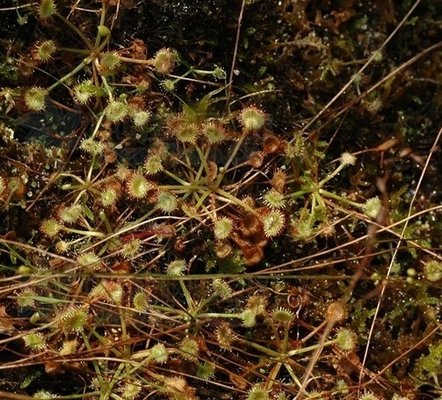 5:1 Drosera peltata Sm. var. lunata(Buch.-Ham.)Clarke. Drosera (Sundew) P.E.Extract
