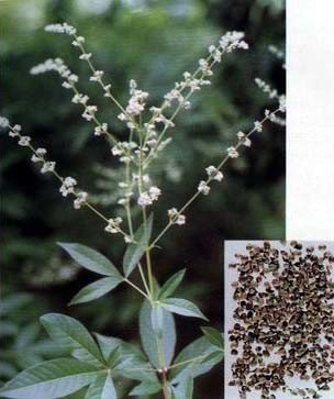 Natural Chinese herbal extract 10:1 Chinese Vitex Extract(Vitex negundo extract)