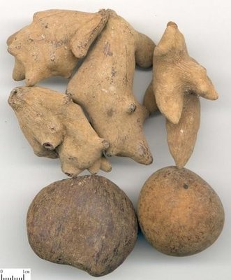 Galla Chinensis Extract,Chinese Nut-Gall Extract,Galla Chinensis P.E 10:1,Ellagic acid 40%