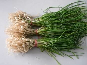 Health products Allium macrostemon Extract,Underground bulbs 10:1