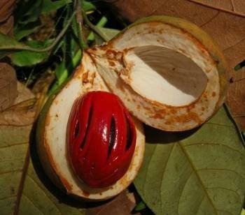 Chinese traditional herb Nutmeg extract,Myristica fragrans Houtt. Fruit extract 10:1 TLC