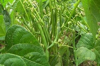 Tonifying kidney Jack Bean Extract,Sword Bean extract, Canavalia gladiata Extract 10:1 TLC