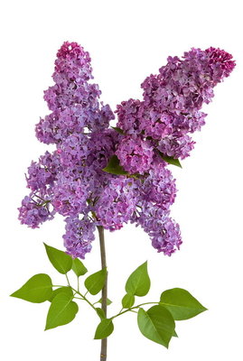 Natural herbal extrcat Syzygium aromaticum extract (Clove extract),volatile oil 10:1