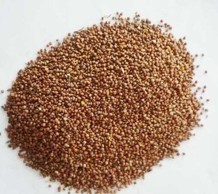 Lower blood pressure Semen Raphani extract, Raphanus Sativus Extract 10:1 TLC