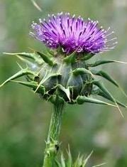 Milk Thistle Extract, Silymarin80% Silybin 20%;Silymarin 80% Silybin 30% HPLC/UV