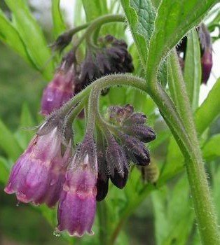 Hot sell Comfrey Extract, Symphytum Officinale Extract, Symphytum Officinale Leaf Extract