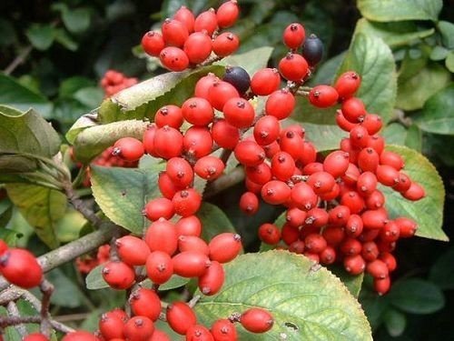 China supply high quality Bunge cherry seed extract /Semen Pruni extract 10:1 TLC