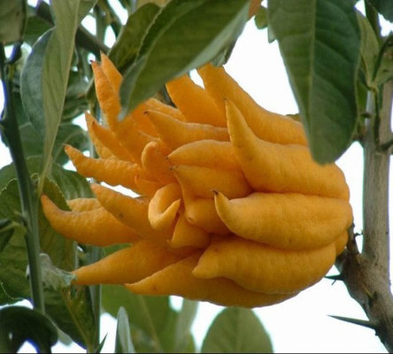 Good quality 10:1 TLC Bergamot Extract, Finger Citron Extract