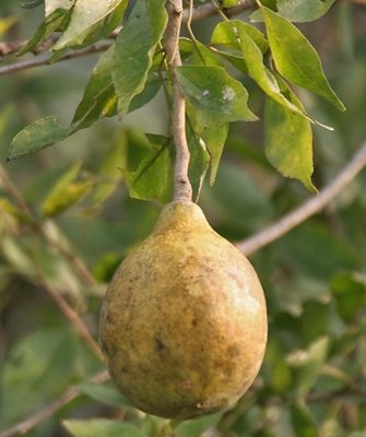 Yongyuan Bio. supply 5:1,10:1 TLC Bael fruit Extract, Aegle Marmelos Extract