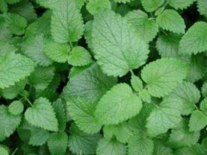 Melissae folium Extract, Lemon balm Extract, Melissa Officinalis Extract