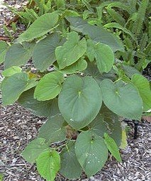 Factory supply Piper methysticum Root Extract,Kava Extract,Kavalactones 30% HPLC