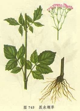 Improve sleep, sedation, Valerian Root Extract,Valerianae Radix Extract, Valerian Extract