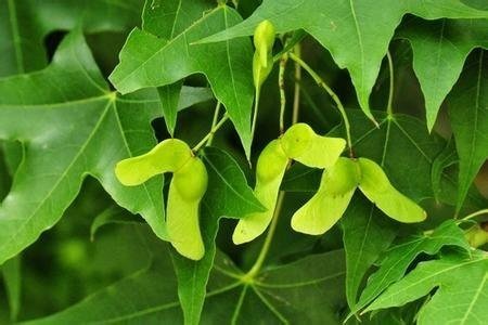 Hot sale High purity Natural Acetruncatum kernel Extract Nervonic Acid 90%GC