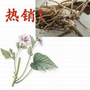 Yongyuan supply Althaea officinalis Extract(Althaea root extract/ Marshmallow Root P.E.)