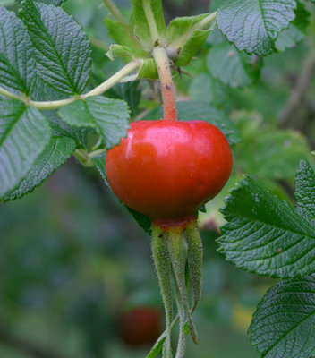 Rose Hips Extract