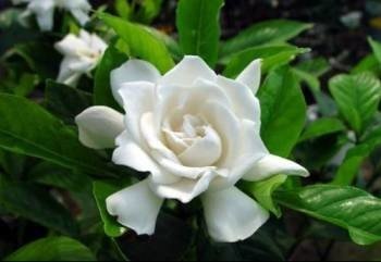 Hot sale best quality pure Jasmine Extract/ Jasmine Flower Extract/ Jasmine Tea Extract