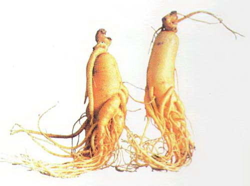 Panax Ginseng Root Extract/ ginseng root extract/Panax Ginseng Root Extract/ ginseng root