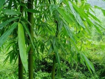 100% Natural and Organic 10:1 TLC Bamboo Leaf Extract,Common Lophatherum Herb Extract