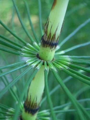 New and Hot Healthy Horsetail P.E. Horsetail Extract/ Equisetum Arvense Extract
