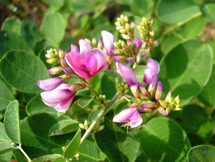 5:1,10:1 Lespedeza Capitata P.E. Extract,Lespedeza bicolors Turcz. Stem and Leaf Extract