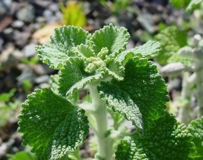 10:1 TLC Marrubium vulgare L. whole herb Extract,Black Horehound Extract