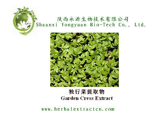 Medical herbal 10:1 TLC Garden Cress Extract, Lepidium Sativum Extract,Lepidium Extract