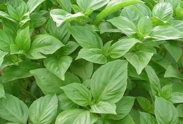 Sweet Basil Extract, Ocimum Tenuiflorum Extract, Ocimum Sanctum Extract,Holy Basil Extract