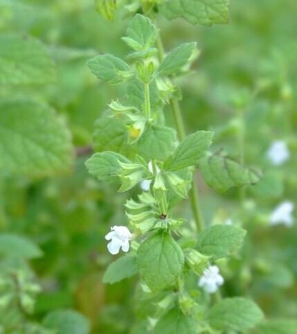 Factory supply Lemon Balm P. E.,Lemon Balm Extract, Melissa Extract,Flavone 3%, 5: 1