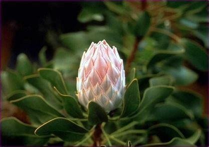 Yongyuan Bio. Supply Lime flower extract, Fuyu Lime Flower Extract 10:1 TLC