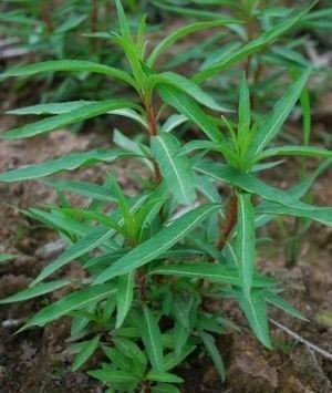 Protect liver products Gllic acid, quercetin, Penthorum Chinese P.E Extract 10:1
