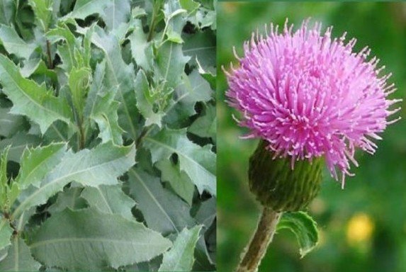100% Natural herbal Herba Cirsii Extract, Cirsium Setosum Extract 4:1,10:1 TLC