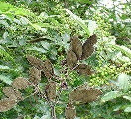 Best price Buchu leaves Extract, Buchu Leaf Powder, Barosma crenata leaves Extract 4:1