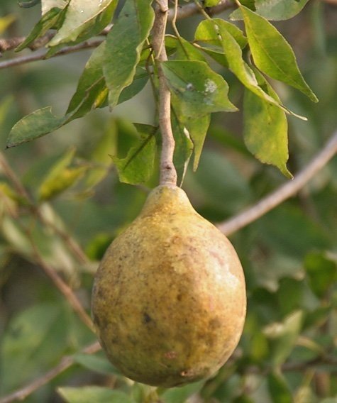 Yongyuan Bio. supply 5:1,10:1 TLC Bael fruit Extract, Aegle Marmelos Extract