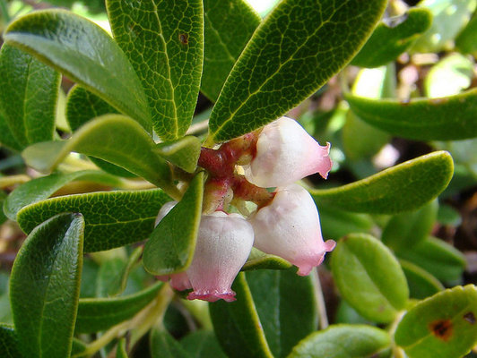 Hot Selling Uva Ursi Extract/ Arbutin 99%/ bearberry extract/ Vaccinium Myrtillus Leaf Ext
