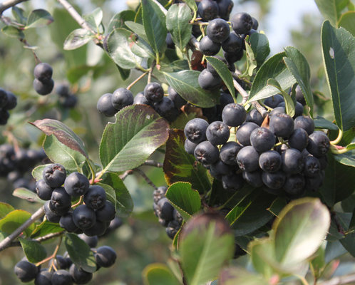 Anthocyandins 10%Black Chokeberry Extract/Aronia Extract/ Aronia Melanocarpa Anthocyanin