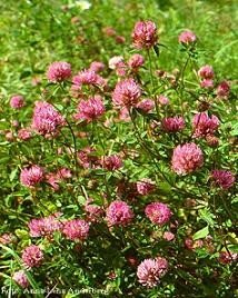 Red Clover P.E.