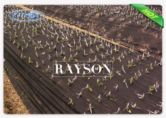 Spunbond Polypropylene Garden Weed Control Fabric , Non Woven Film 50gram Thickness
