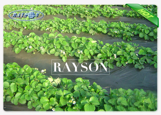 Small Roll Packing Black Laying Weed Control Fabric with High Strength and Good Permeability
