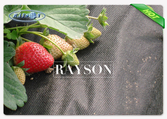 SGS Chemical Free Spunbond Non Woven Landscape Fabric For Vegetable / Flower Garden