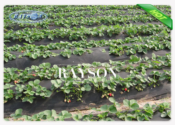 Light Weight Roll Packing Garden Weed Control Fabric / Non Woven Mulch For Covering Crops