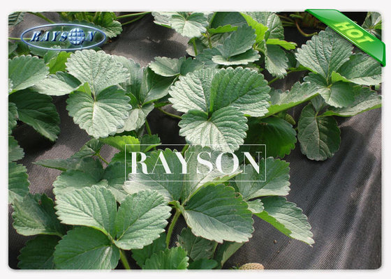 Black 50GSM Non Woven Garden Weed Control Fabric Killing Weeds On Farm