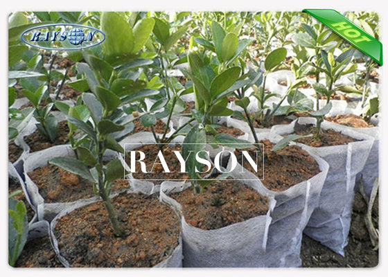 Heat Seal Black Non Woven Cultivating  Bag In PPNW For Grow Seedlings Planting Bags