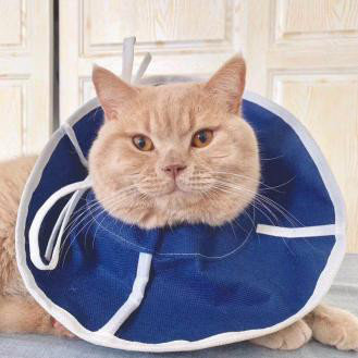 China Veterinary Cat collar supplier