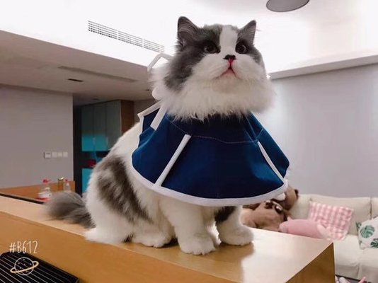 Veterinary Cat collar supplier